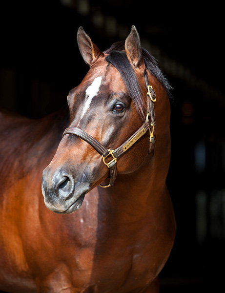 Allocate Your Assets Million Dollar Sire of Hunter Under Saddle and ...